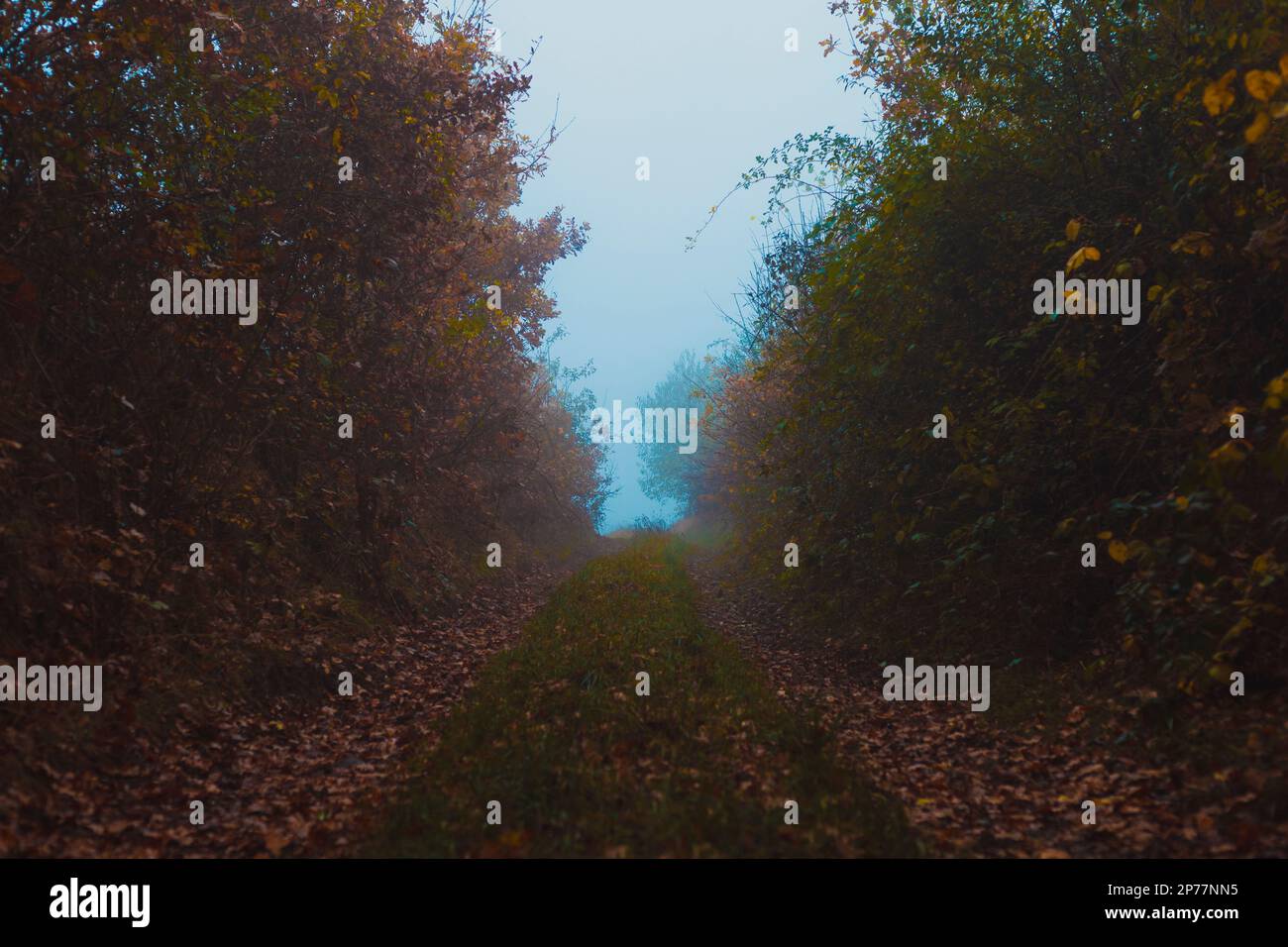 path in the gorge during autumn fog Stock Photo - Alamy
