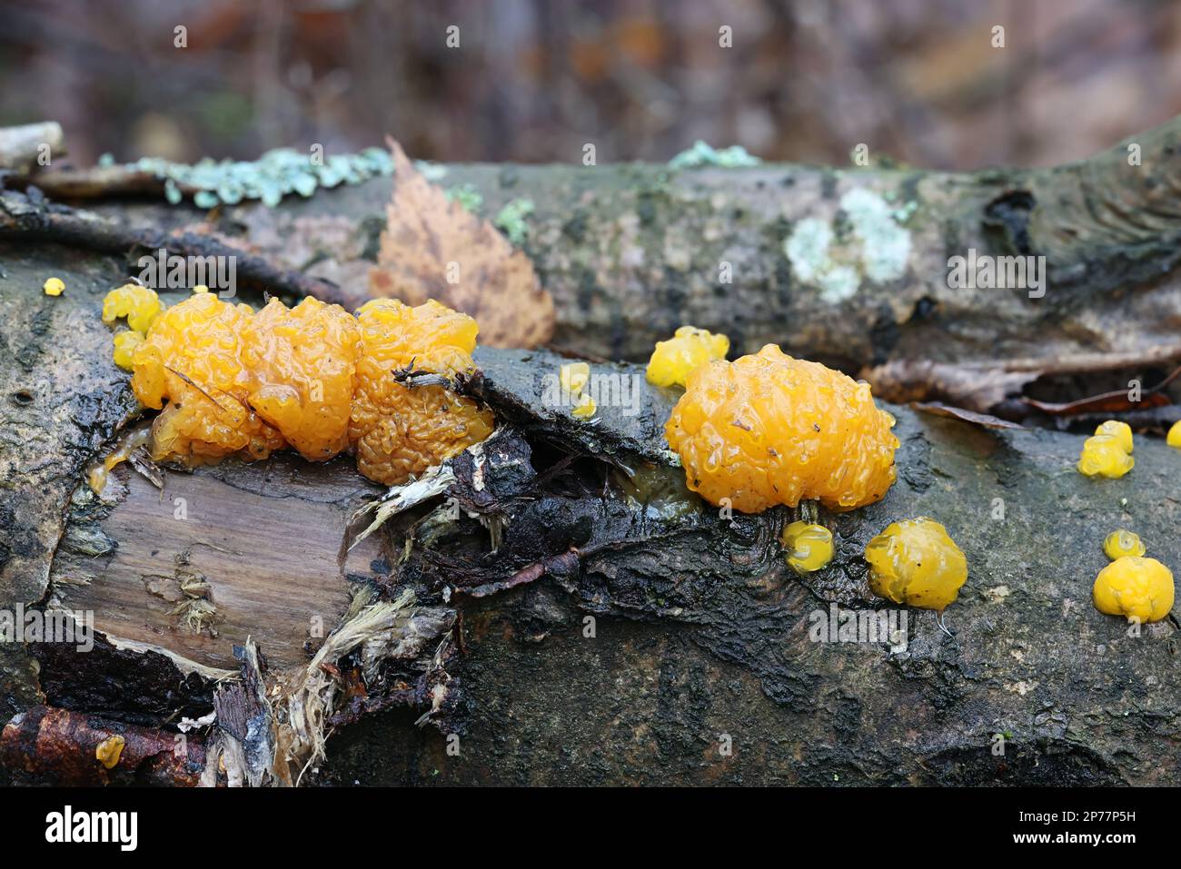Dacrymyces lacrymalis, known as orange jelly spot fungus, wild fungi ...
