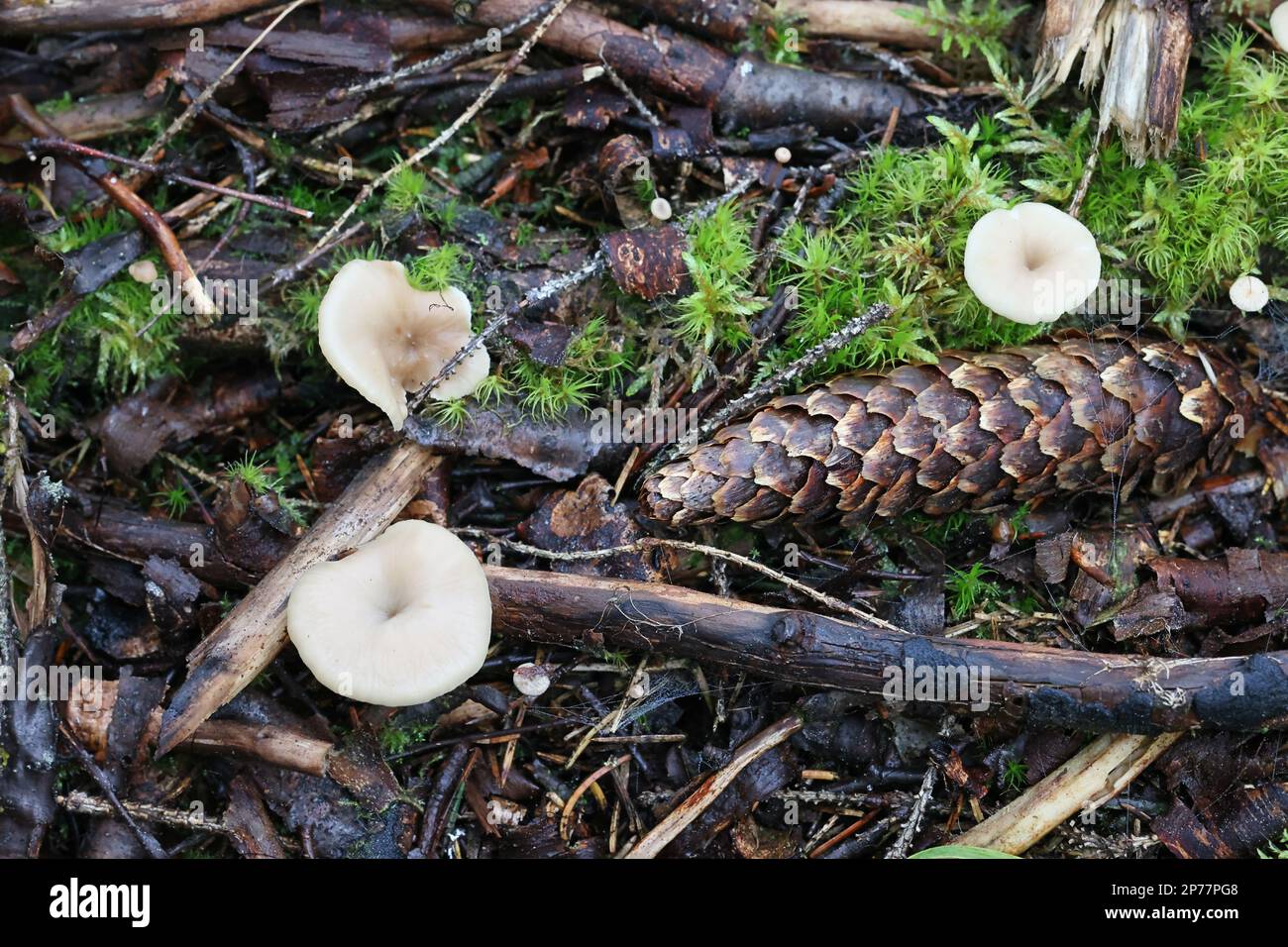 Lentinellus micheneri, known as navel sawgill, wild mushroom from ...