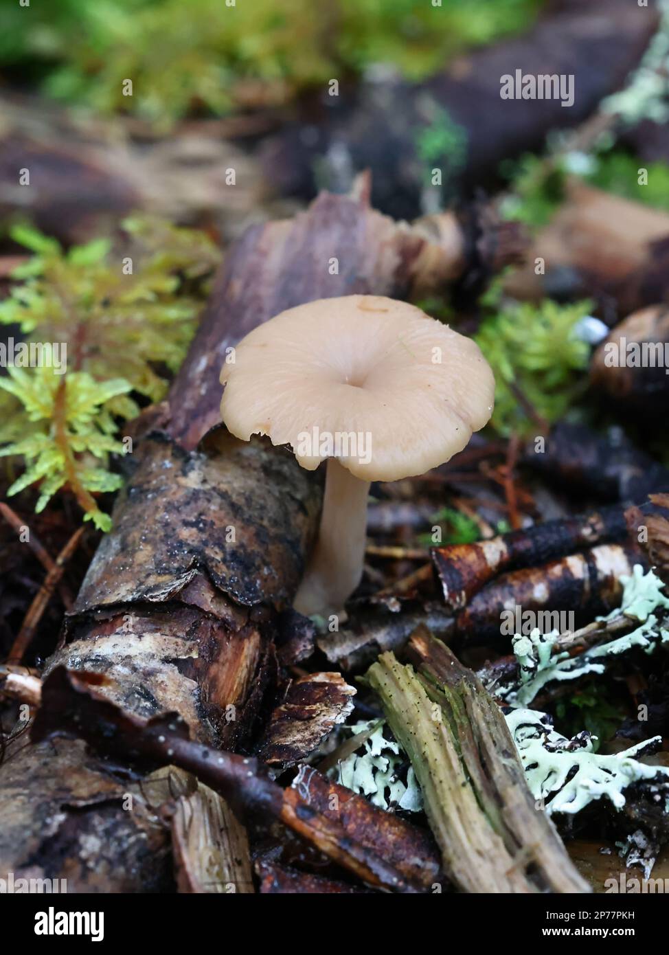 Lentinellus micheneri, known as navel sawgill, wild mushroom from ...