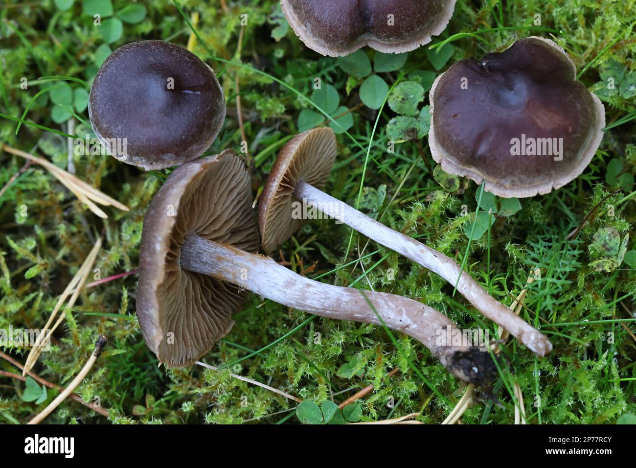Cortinarius fuscoalbus hi-res stock photography and images - Alamy
