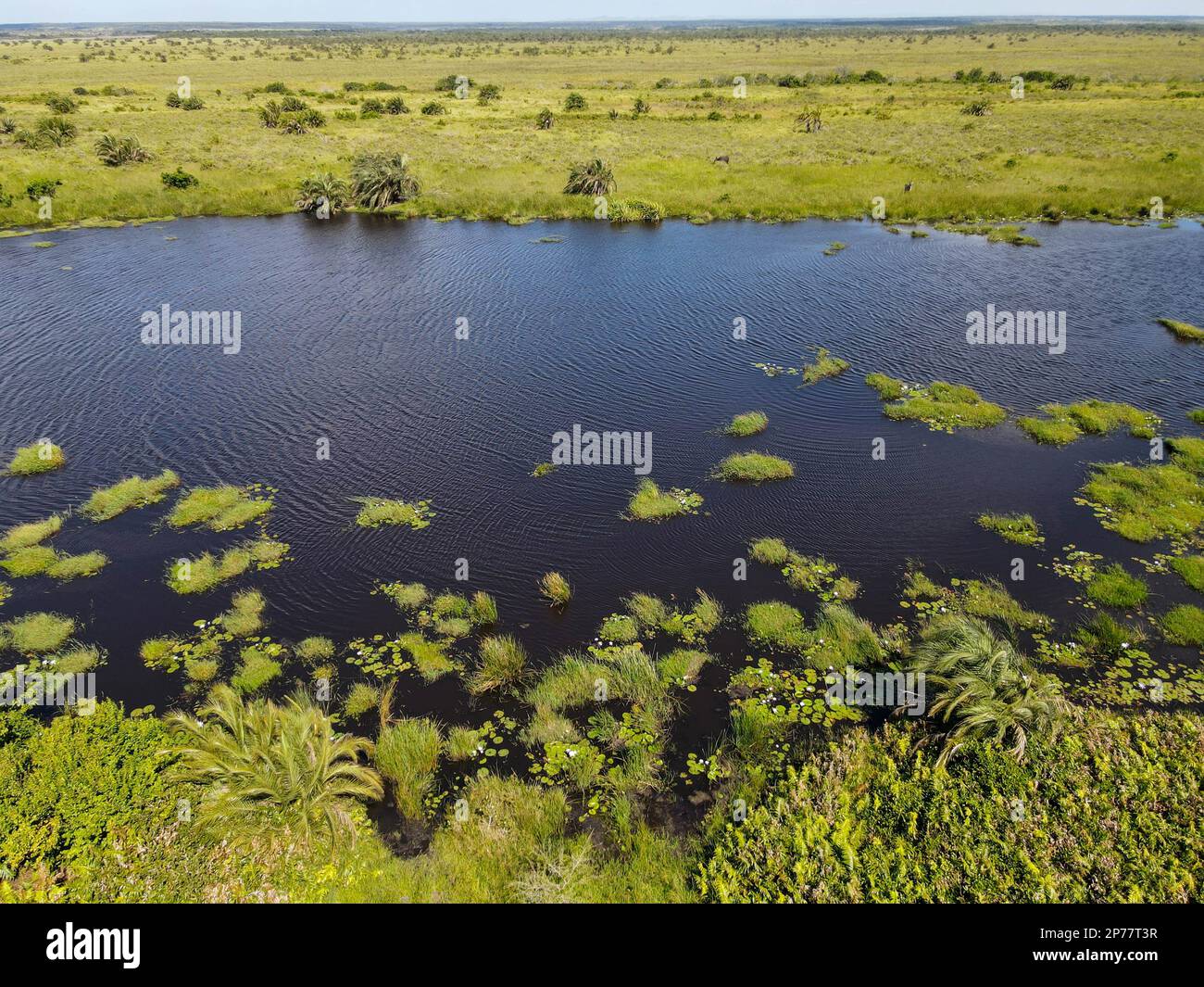 Landscape of Isimangaliso wetland park in South Africa Stock Photo - Alamy
