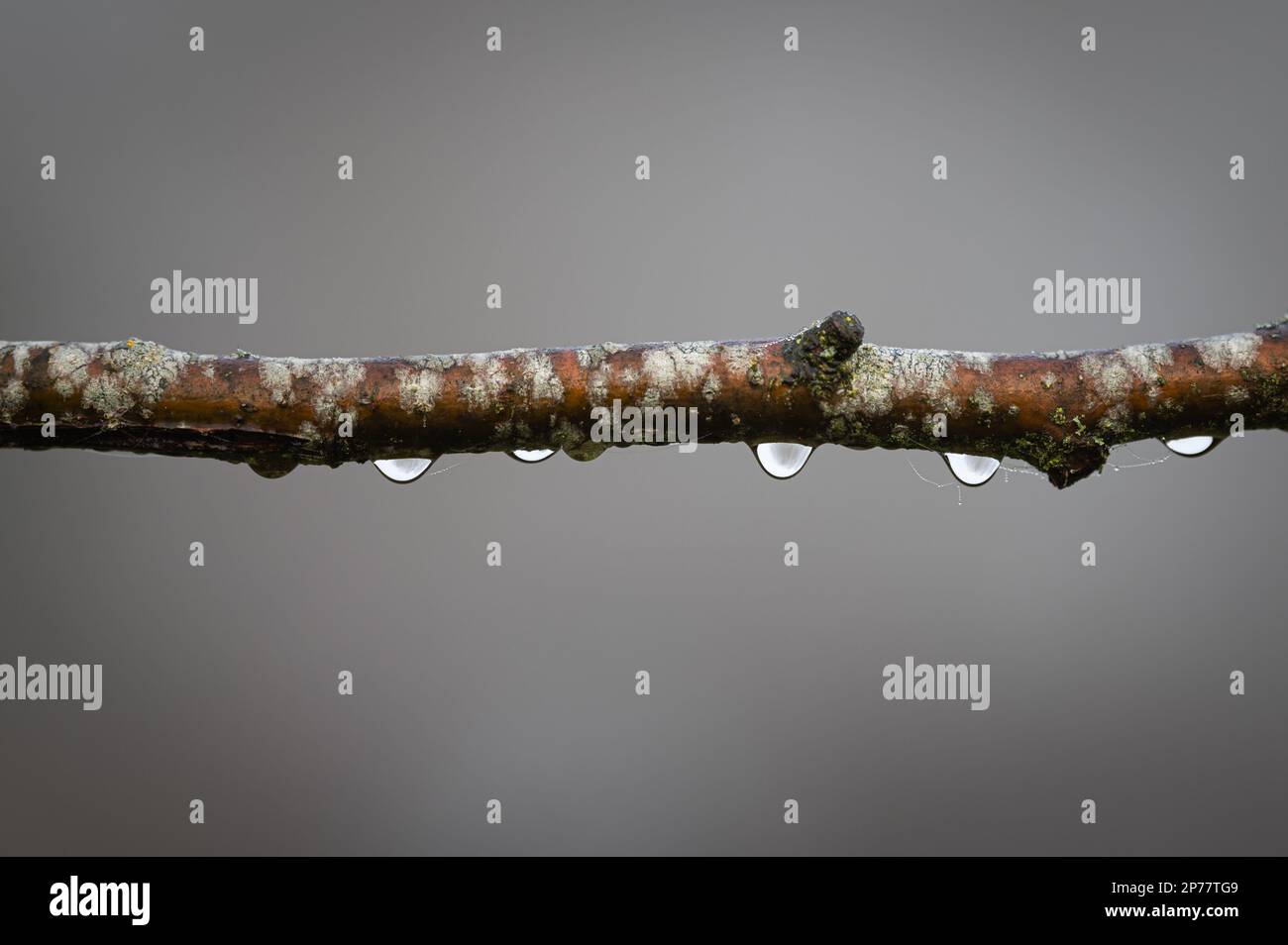 Morning dew on a tree branch. Droplets. Drops. Water. Minimalistic ...