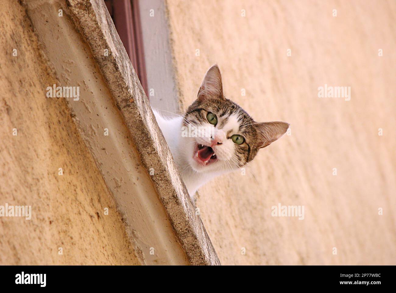 Cat, look out the window and meow, frog's eye view Stock Photo - Alamy