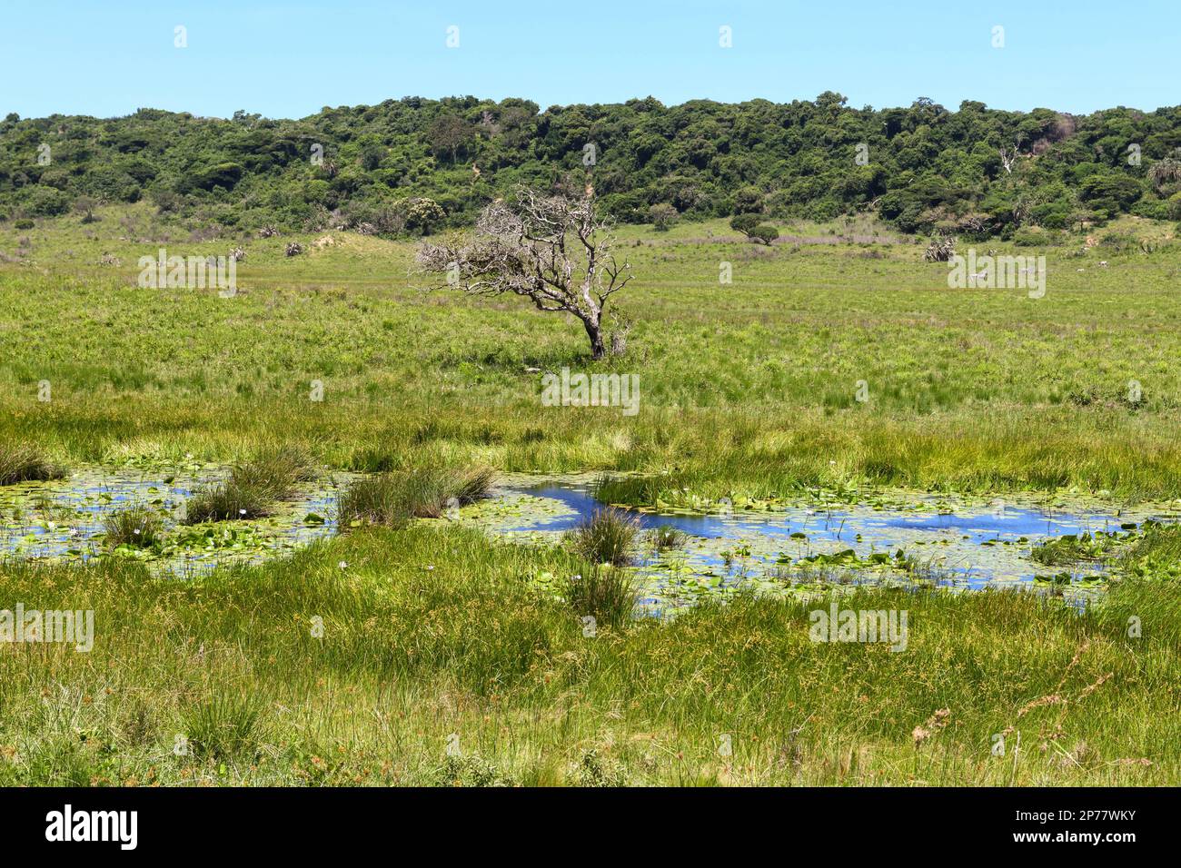 Landscape of Isimangaliso wetland park in South Africa Stock Photo - Alamy
