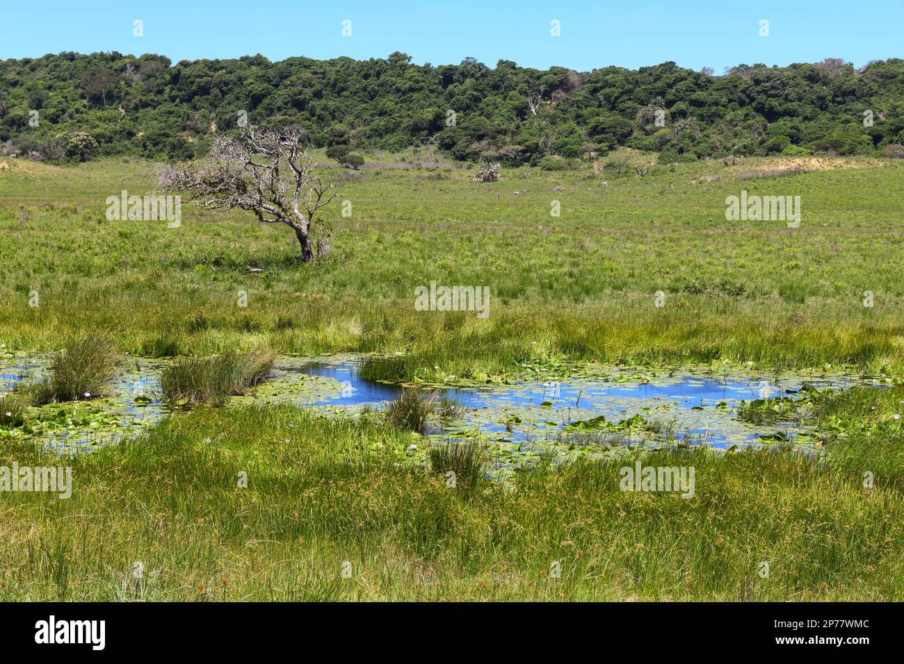 Landscape of Isimangaliso wetland park in South Africa Stock Photo - Alamy