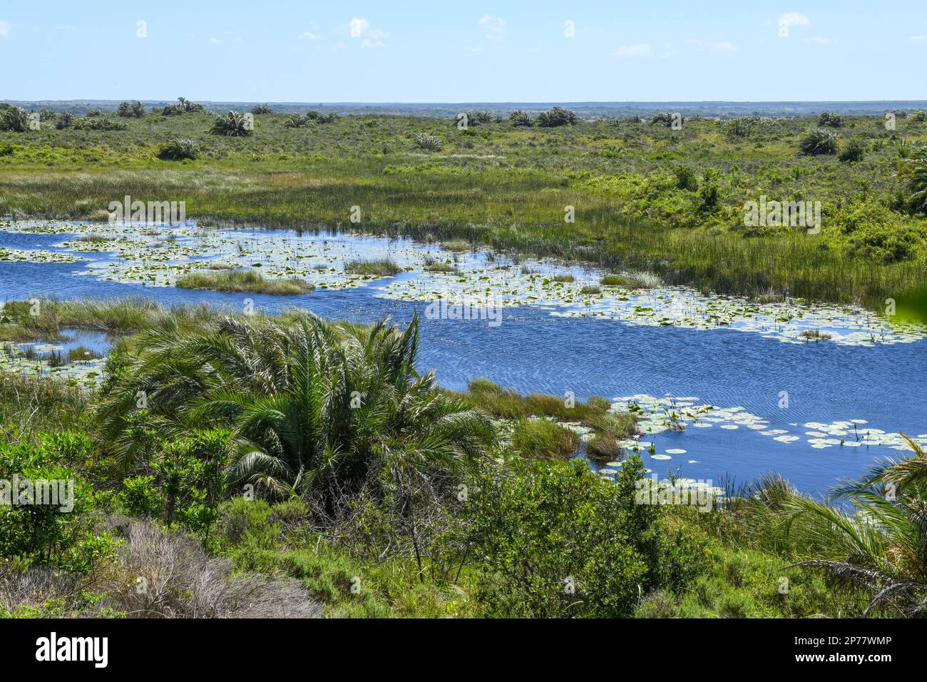 Landscape of Isimangaliso wetland park in South Africa Stock Photo - Alamy