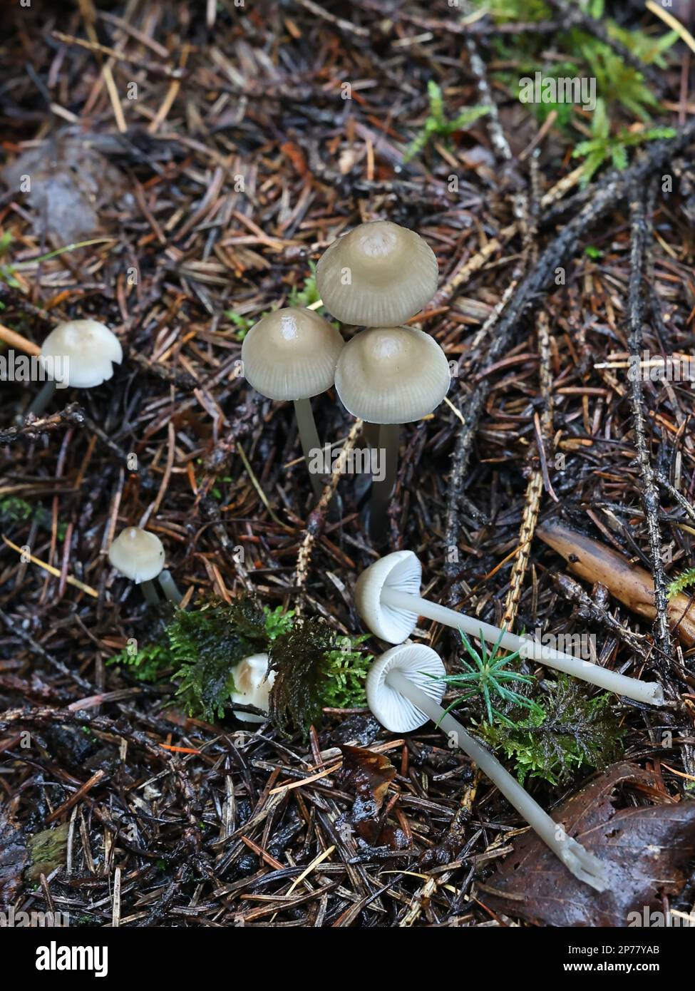 Mycena galericulata, known as common bonnet or toque mycena, wild ...