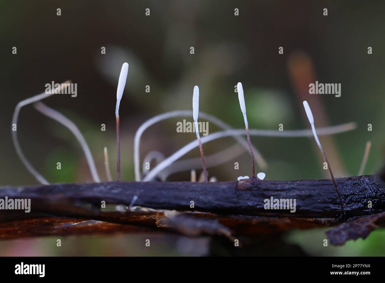 Typhula erythropus, known as redleg club fungus, wild fungus from ...