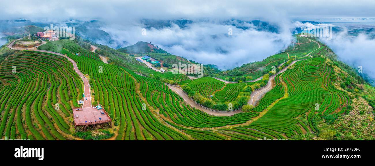 Green tea mountain tea garden Stock Photo - Alamy
