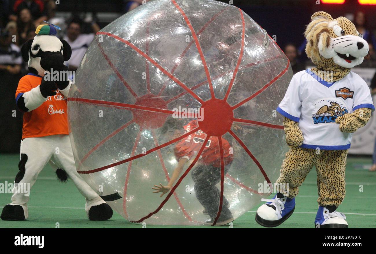 A contestant in a halftime indoor arena football game, rolls around in ...