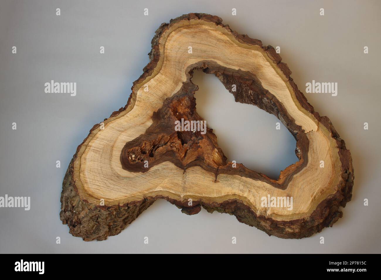 Tree cross section isolated hi-res stock photography and images - Alamy