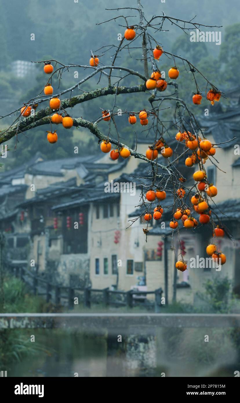 The ancient village red persimmon Stock Photo - Alamy