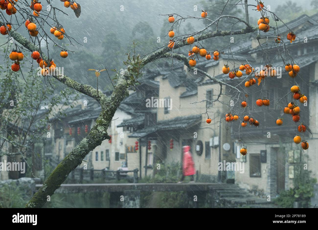 The ancient village red persimmon Stock Photo - Alamy