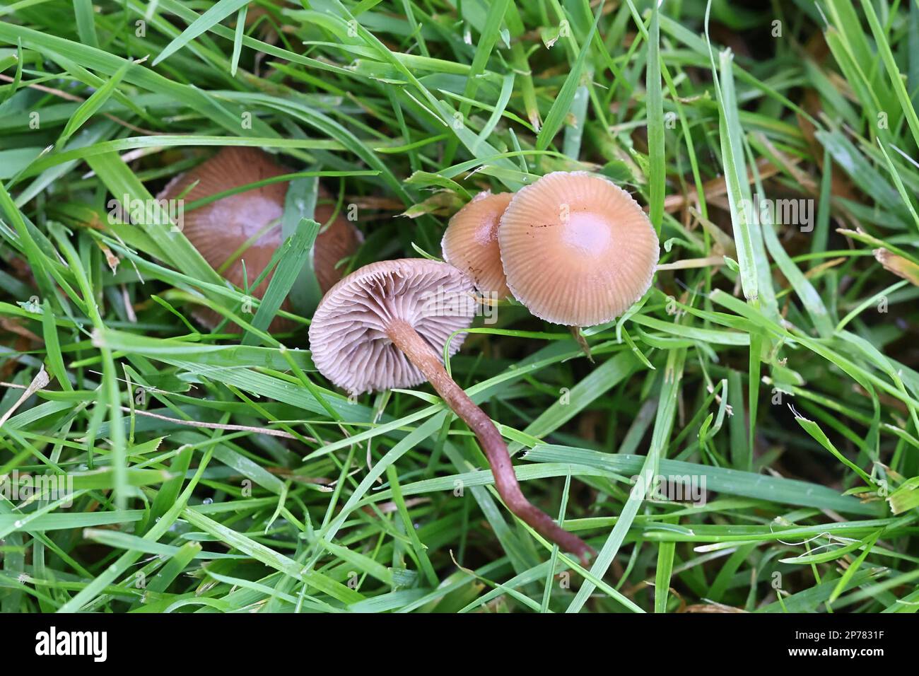 Common Yard Mushrooms