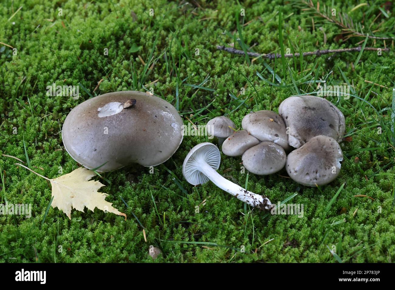 Hygrophorus agathosmoides, commonly known as the gray almond waxy cap ...