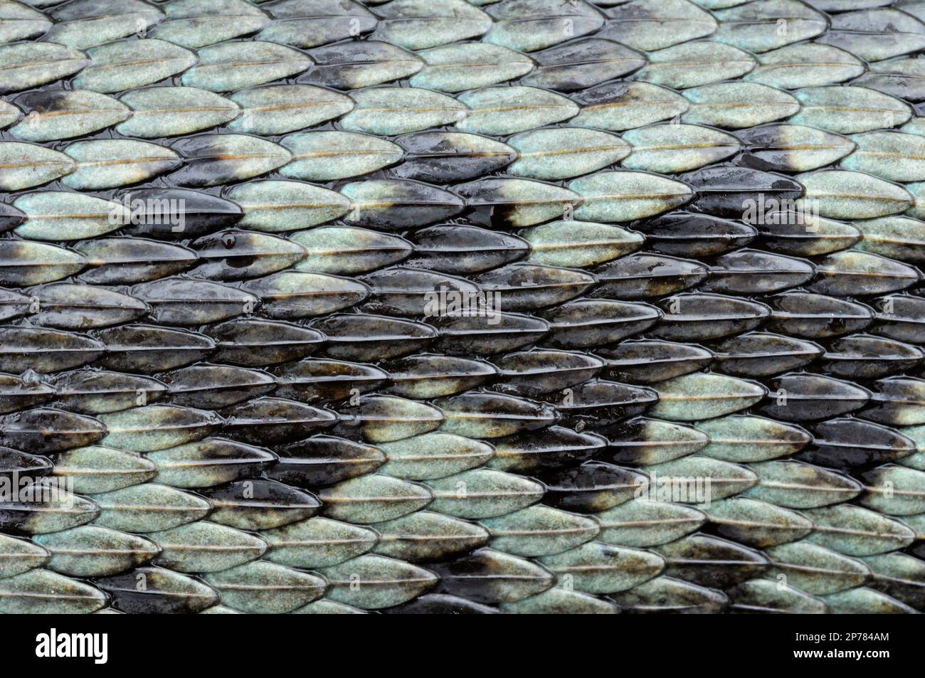 Snakes scale patterns hi-res stock photography and images - Alamy