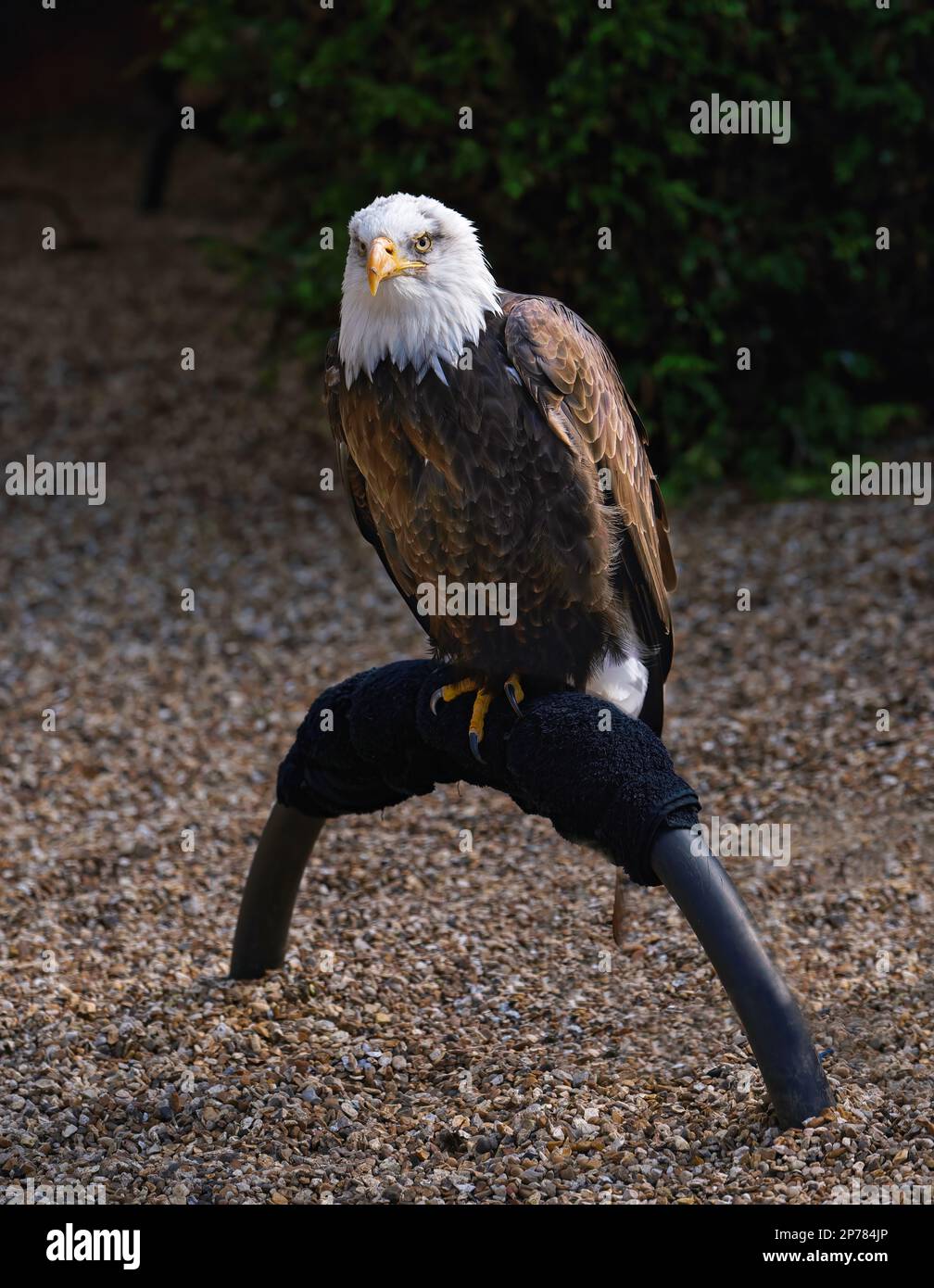 Eagle in Bird Zoo Stock Photo - Alamy