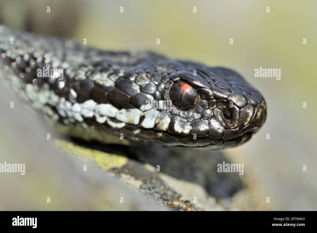 Adder (Vipera berus) male on lichen-covered rock, Northumberland ...