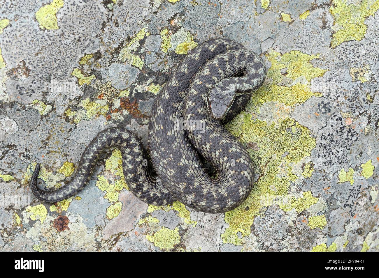 Adder (Vipera berus) male basking on rock, Cheviot Hills ...