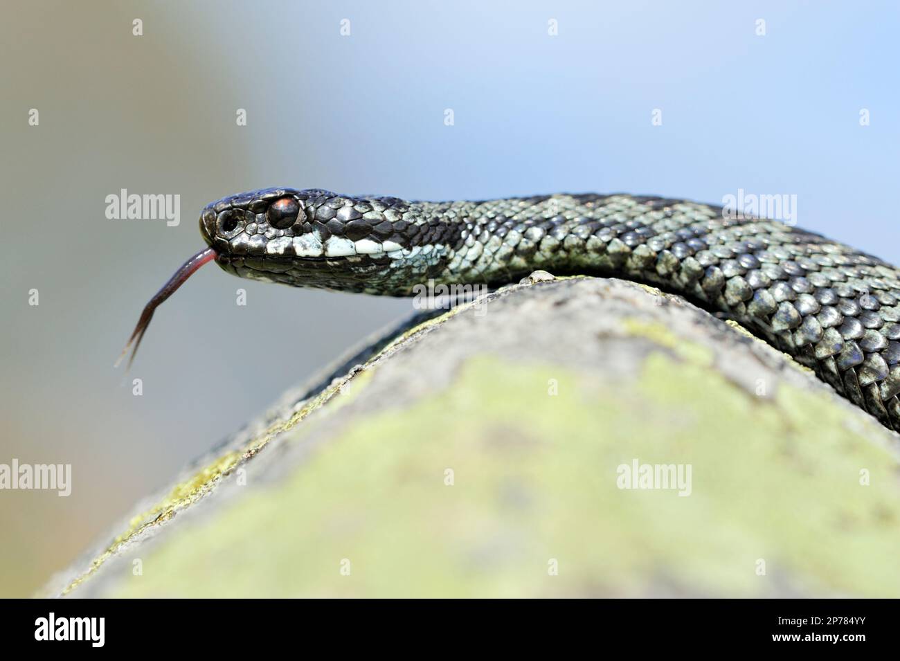 Adder (Vipera berus) male basking on lichen-covered rock with tongue ...