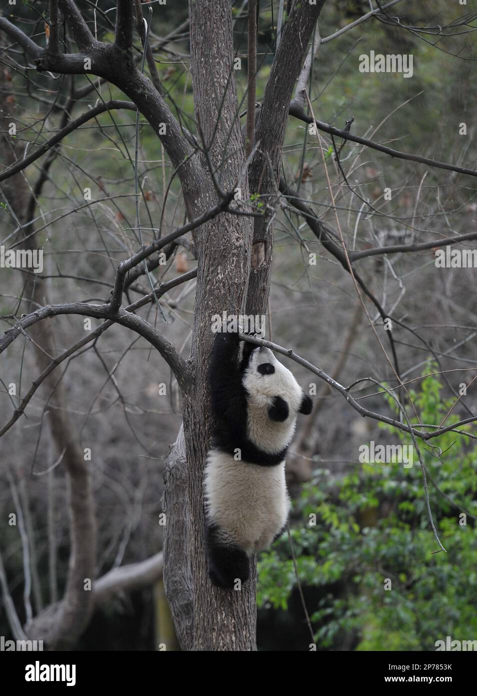A panda climbs a tree at the Chengdu Giant Panda Breeding and Research ...
