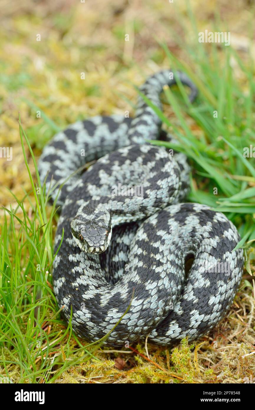 Poisonous snake britain hi-res stock photography and images - Alamy