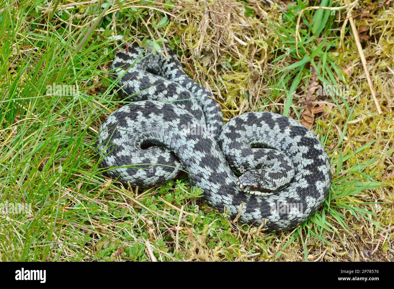 Adder (Viper berus) overhead view of male, Cheviot Hills ...