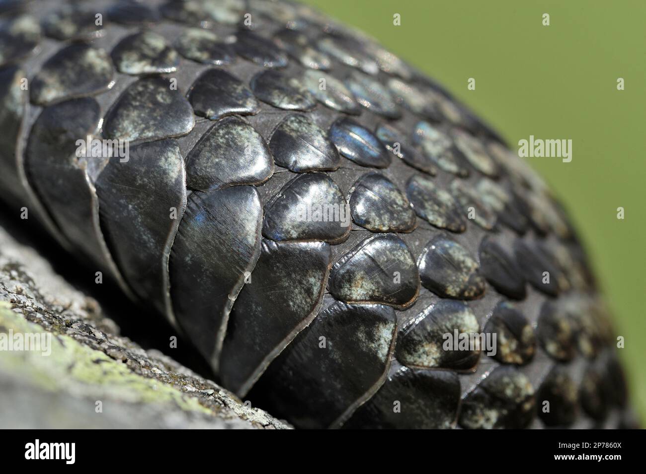 Snakes scale patterns hi-res stock photography and images - Alamy