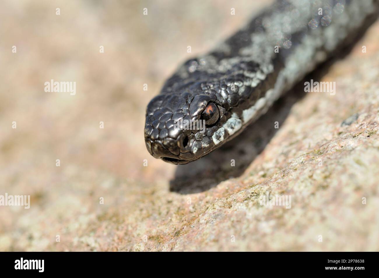Adder (Vipera berus) male on rock, Cheviot Hills, Northumberland ...