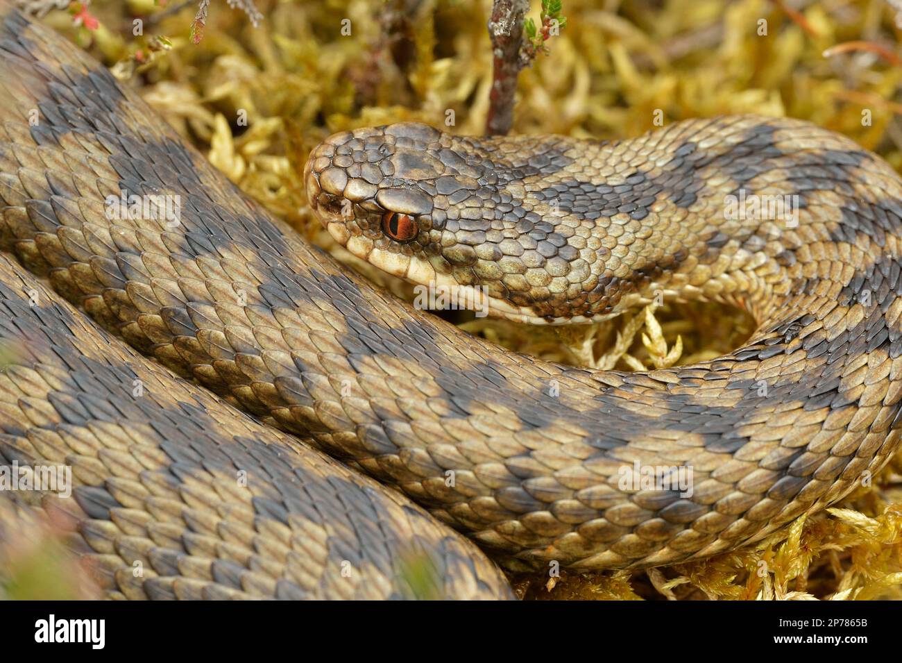 Adder (Vipera berus) female basking, Cheviot Hills, Northumberland ...