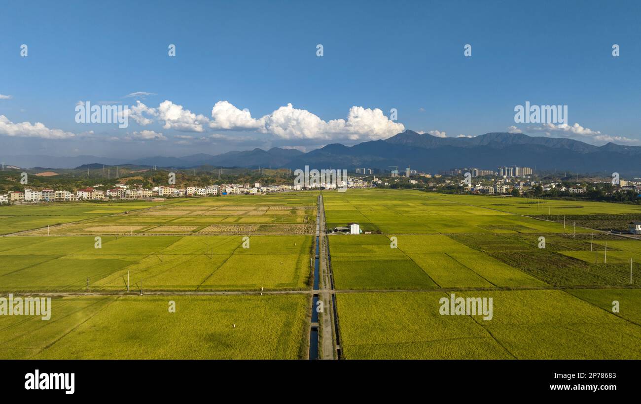 Rural paddy rice harvest photography figure Stock Photo - Alamy