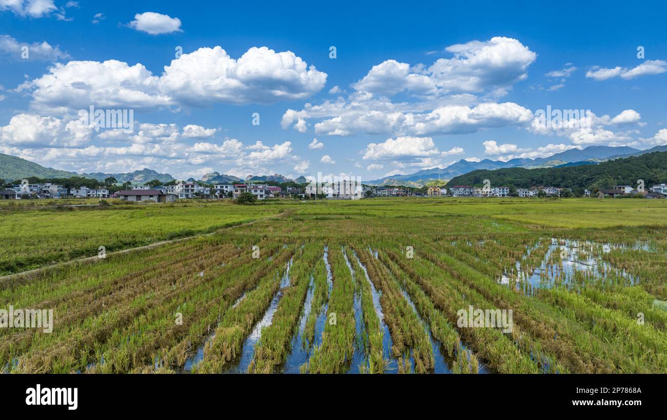 Rural paddy rice harvest photography figure Stock Photo - Alamy