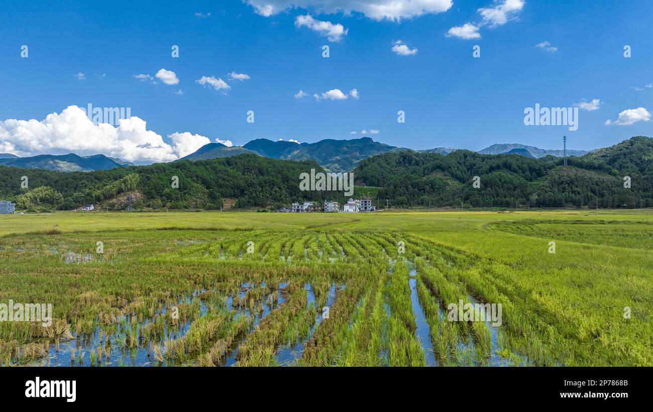 Rural paddy rice harvest photography figure Stock Photo - Alamy
