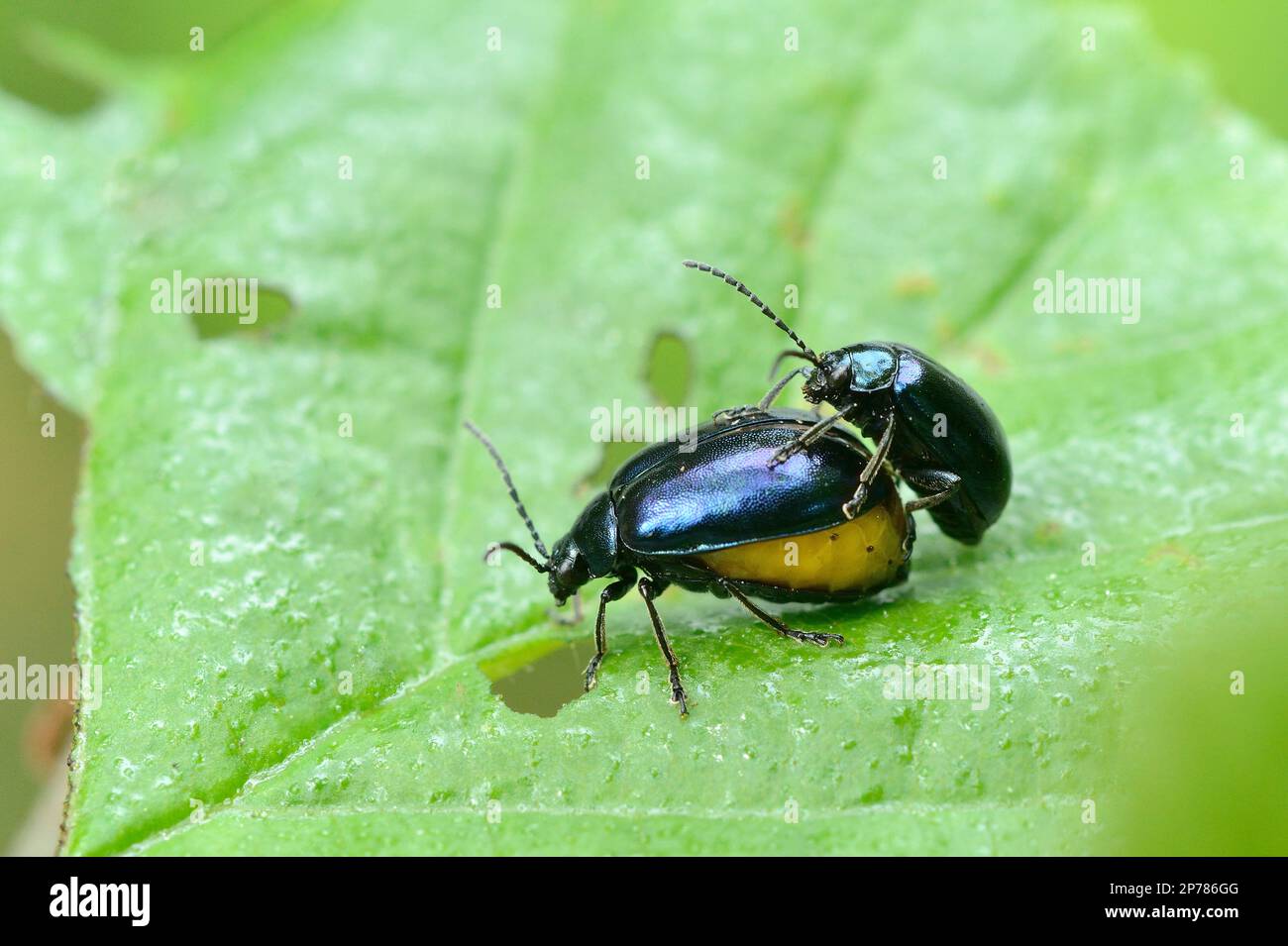 Alder leaf beetle (Agelastica alni) copulating pair of beetles on alder ...