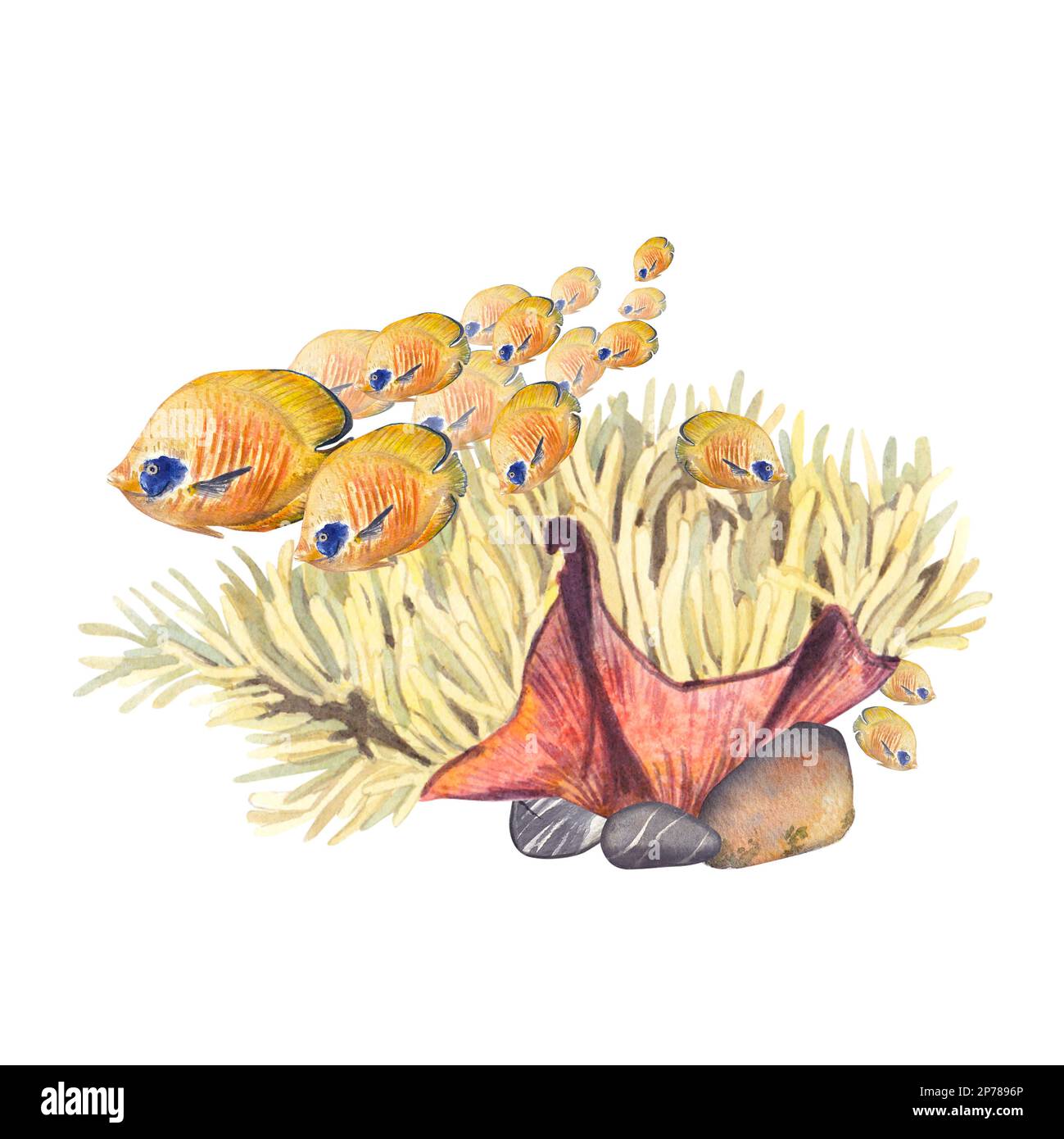 A beautiful flock of yellow fish swims near the reef on a white ...