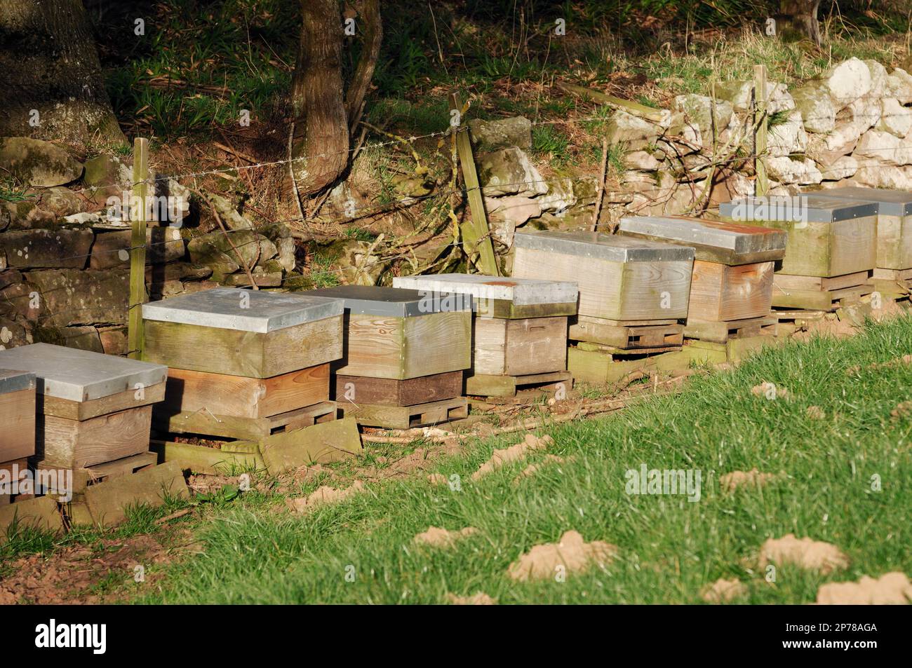 Row of occupied bee hives in south-facing, sheltered location in spring ...