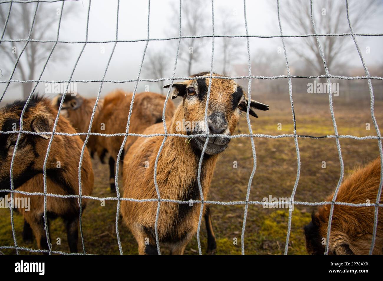 A cute brown goat peeking out through a frostbitten gate on a field ...