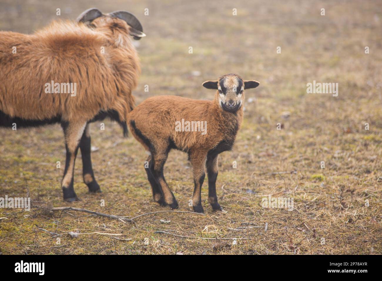 A brown goat and its calf grazing on a rural dry field Stock Photo - Alamy
