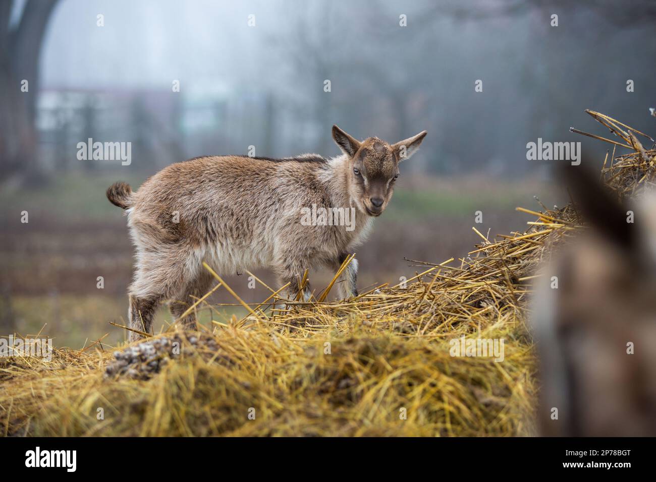 A brown goat stands atop a large mound of hay, looking content in its ...