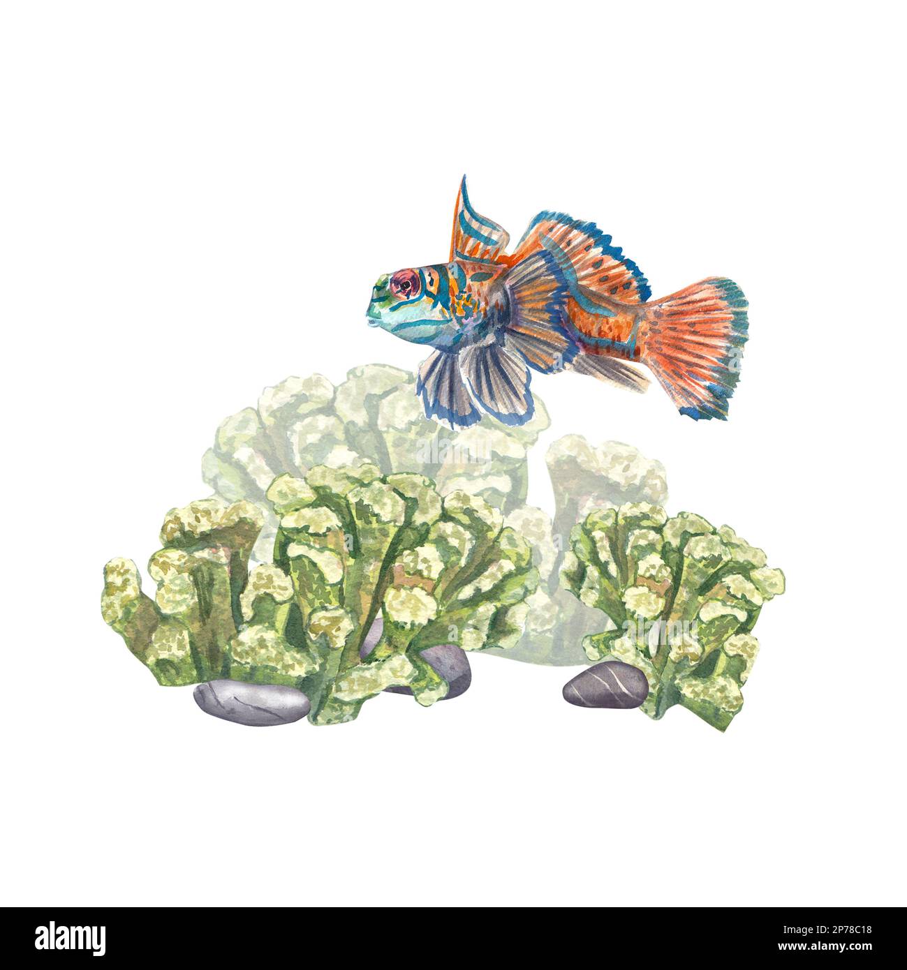 Green corals with rocks and tropical fish isolated on a white ...