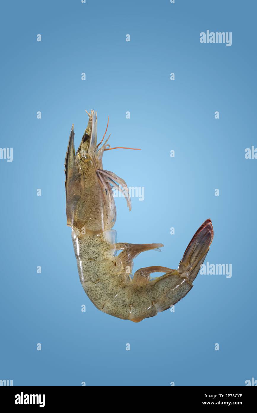 Seafood oysters lobster clams hi-res stock photography and images - Alamy