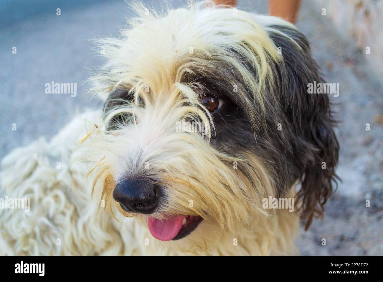 Cute stray shaggy dog with matted dirty fur and tongue sticking out on ...