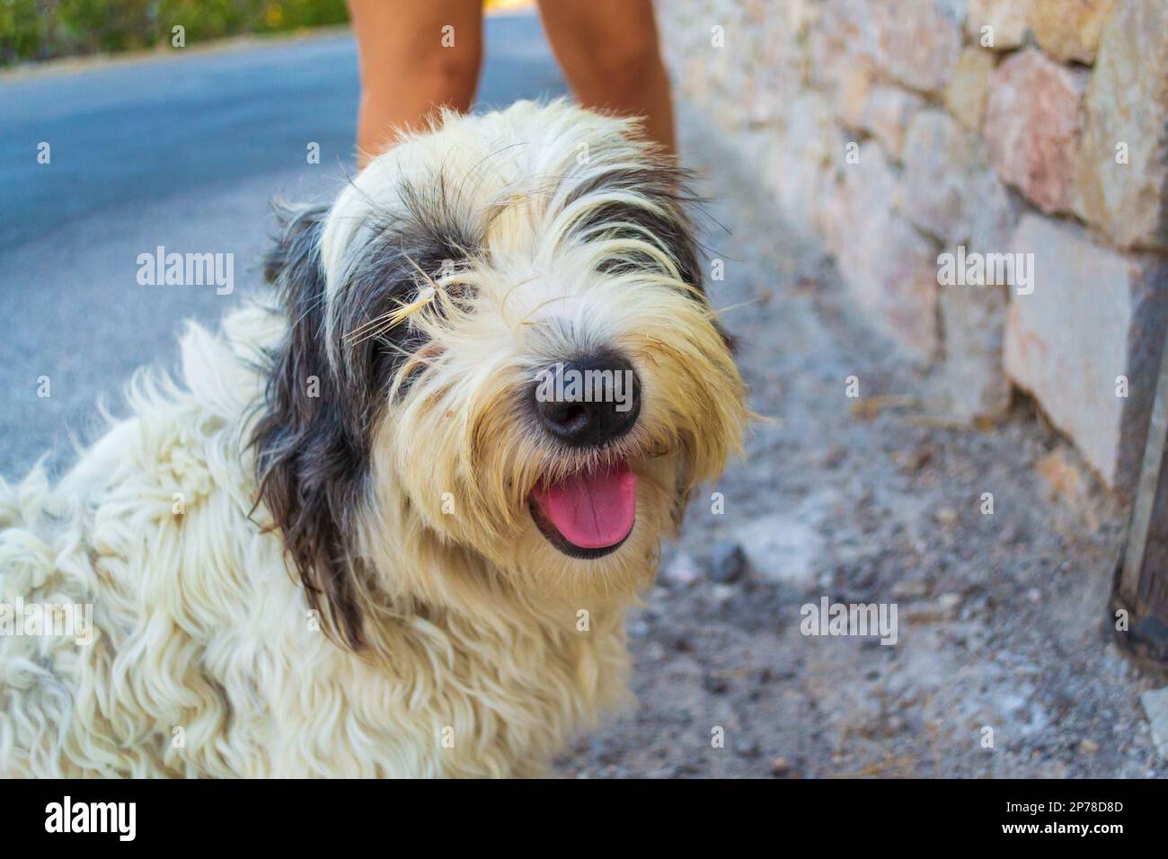 Cute stray shaggy dog with matted dirty fur and tongue sticking out on ...