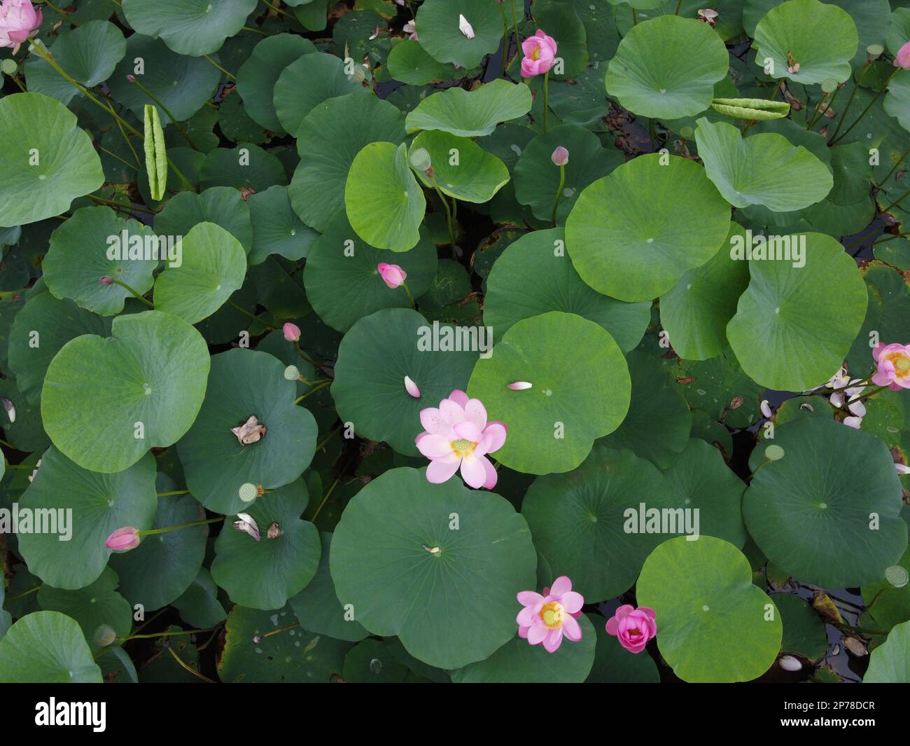 Aerial lotus pond Stock Photo - Alamy