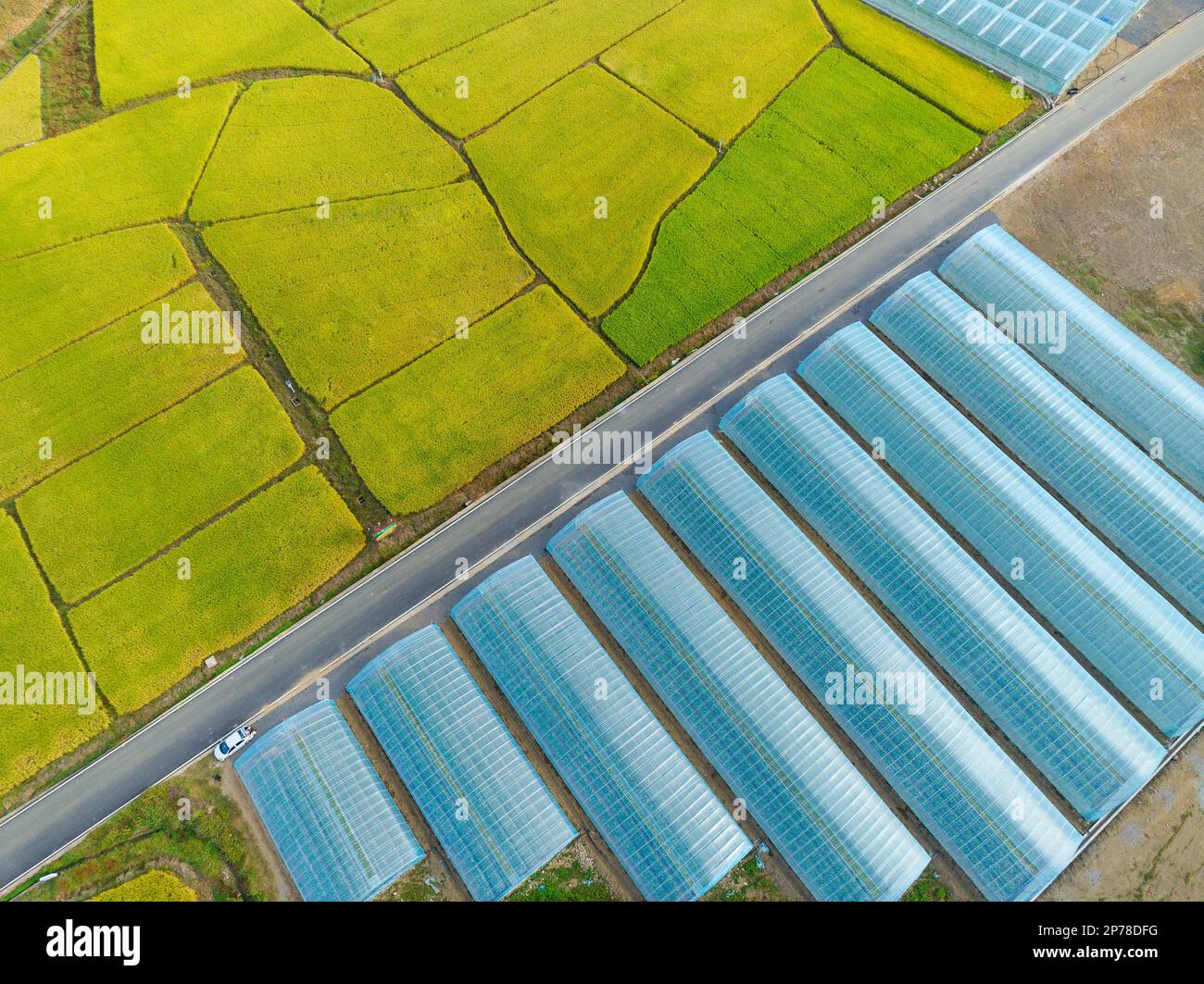 Aerial autumn harvest rice Stock Photo - Alamy
