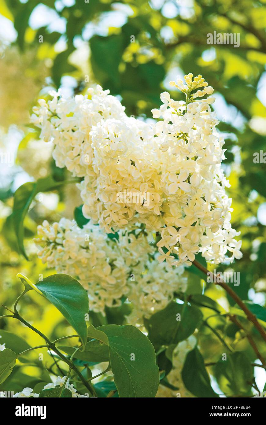 Syringa vulgaris ‘primrose’ hi-res stock photography and images - Alamy