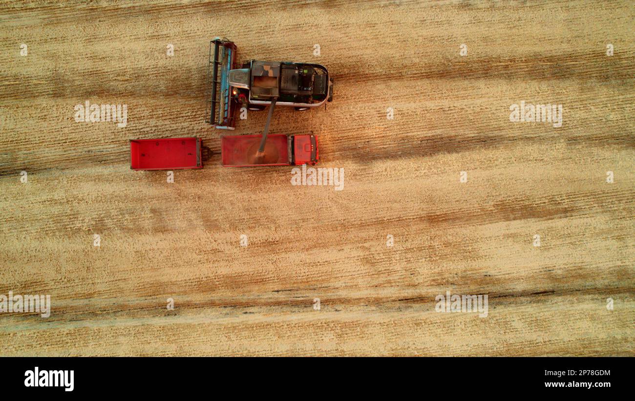 Aerial shot from above harvesters gathering crops from agricultural ...