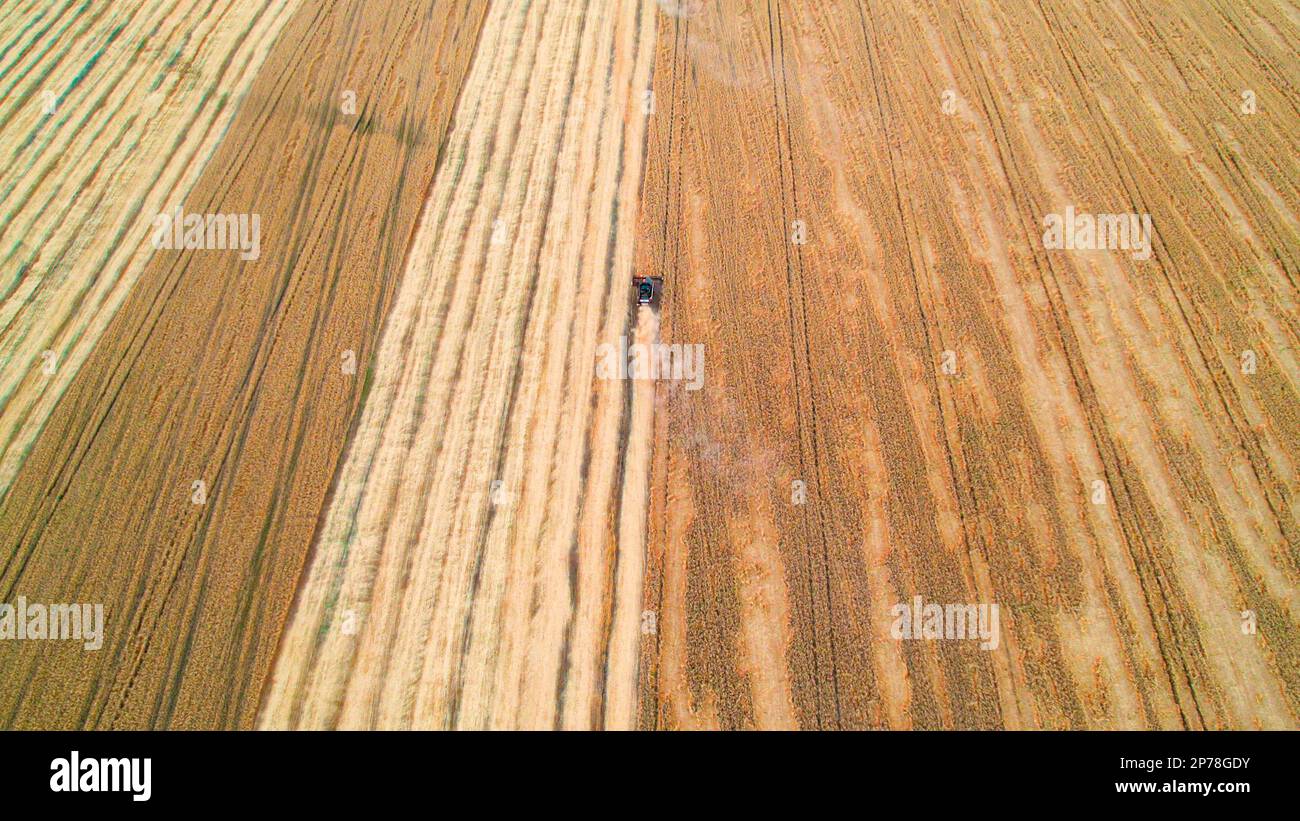 Aerial shot from above harvesters gathering crops from agricultural ...