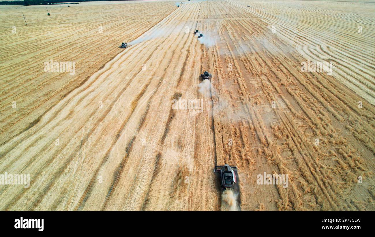 Aerial shot from above harvesters gathering crops from agricultural ...